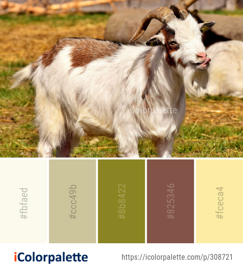 Color Palette Ideas from Goats Goat Cow Family Image | iColorpalette