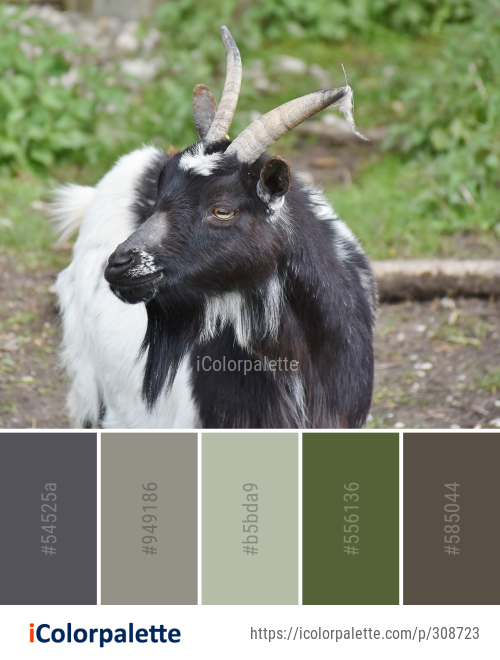 Color Palette Ideas from Goats Goat Feral Image | iColorpalette