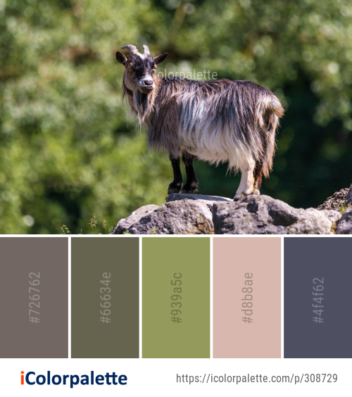 Color Palette Ideas from Goats Goat Fauna Image | iColorpalette