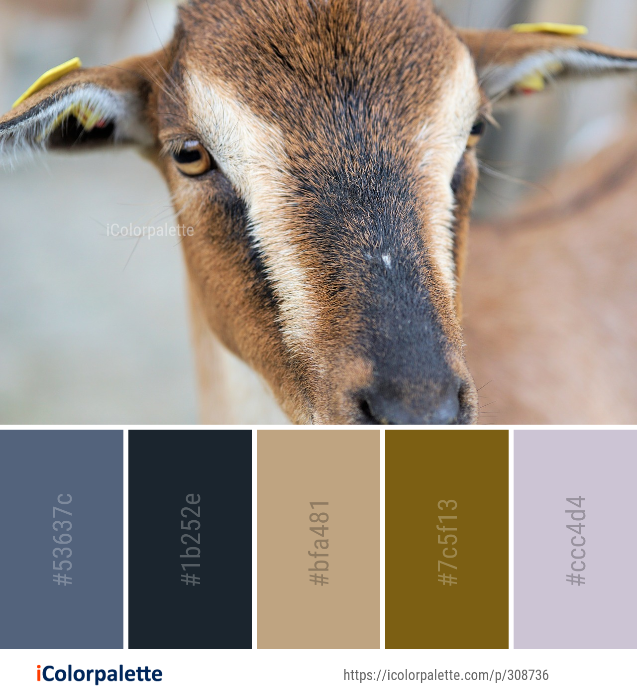Color Palette Ideas from Goats Fauna Wildlife Image | iColorpalette