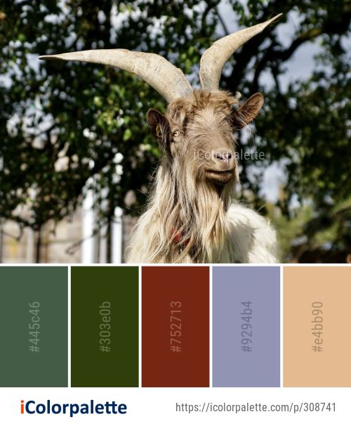 Color Palette Ideas from Goats Horn Goat Image | iColorpalette