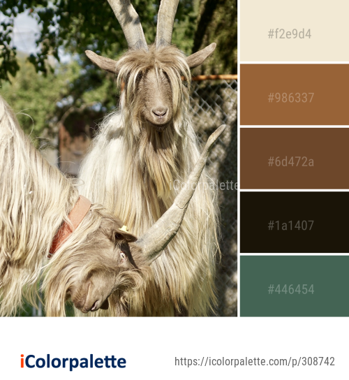Color Palette Ideas from Goats Goat Horn Image | iColorpalette