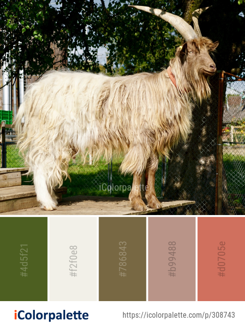 Color Palette Ideas from Goats Goat Horn Image | iColorpalette