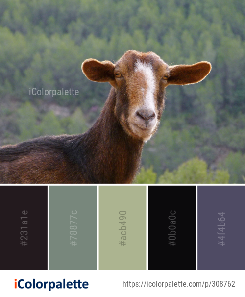 Color Palette Ideas from Goats Goat Fauna Image | iColorpalette