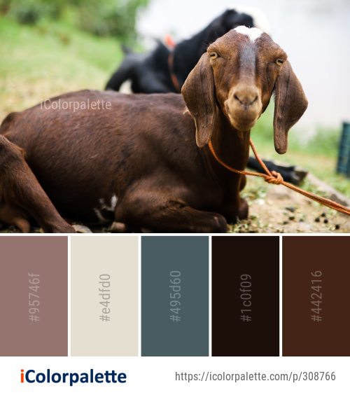 Color Palette Ideas from Goats Goat Fauna Image | iColorpalette