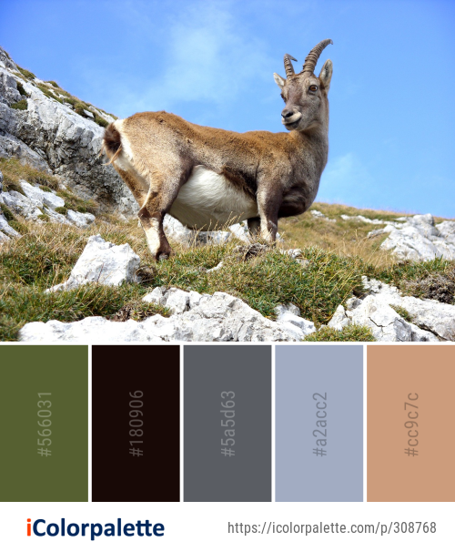 chamois – iColorpalette