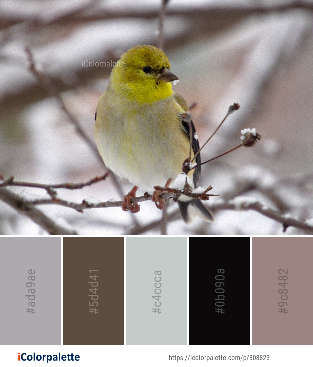 Color Palette Ideas from Bird Beak Finch Image | iColorpalette