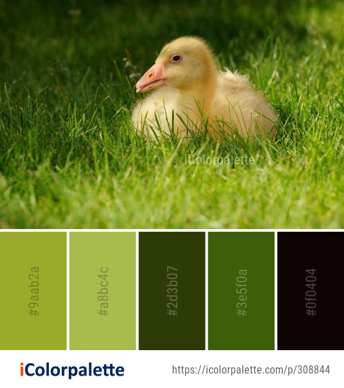Color Palette Ideas from Bird Duck Beak Image | iColorpalette