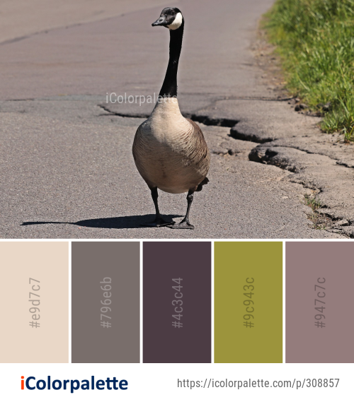Color Palette Ideas from Bird Water Ducks Geese And Swans Image ...