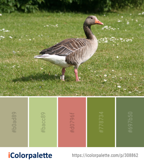 Color Palette Ideas from Bird Goose Water Image | iColorpalette