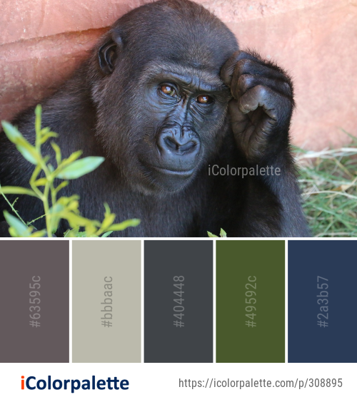 Color Palette Ideas from Great Ape Western Gorilla Mammal Image ...