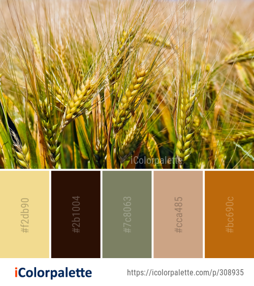 Color Palette Ideas from Food Grain Wheat Barley Image | iColorpalette