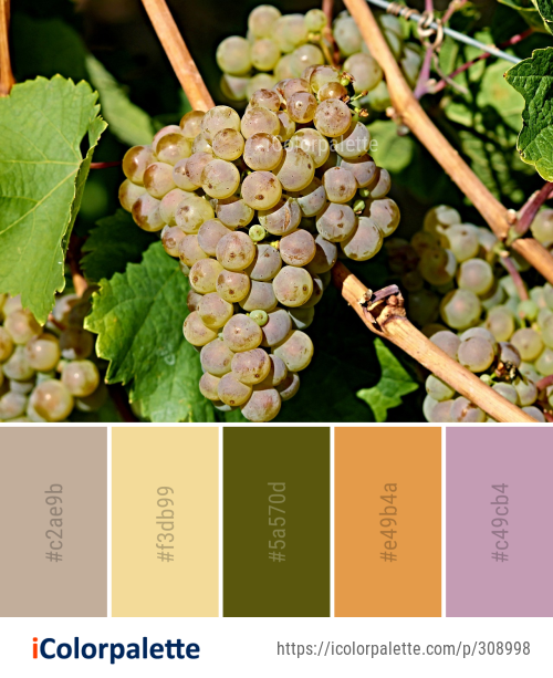 Color Palette Ideas from Grape Grapevine Family Fruit Image | iColorpalette