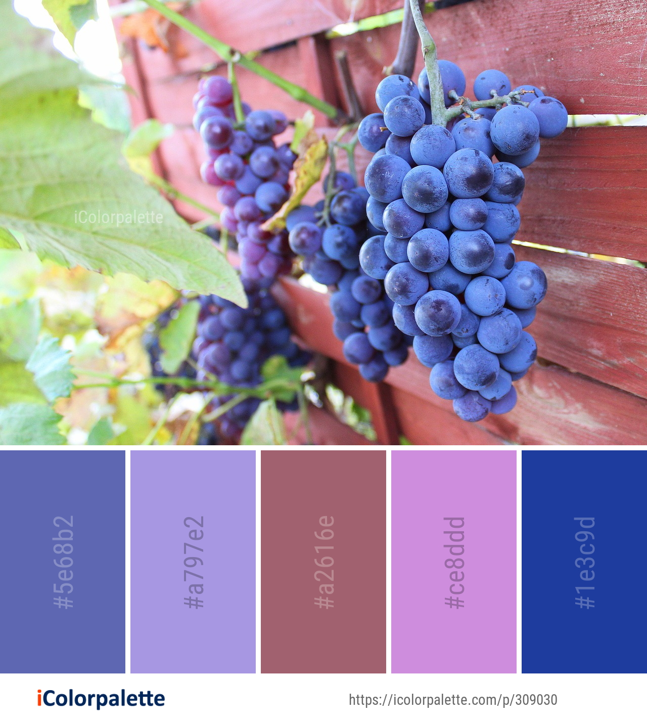 Color Palette Ideas from Grape Fruit Grapevine Family Image | iColorpalette