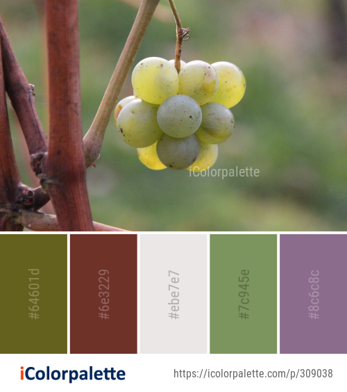 Color Palette Ideas from Fruit Grapevine Family Grape Image | iColorpalette