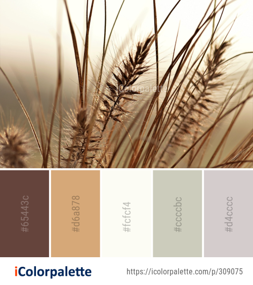 Color Palette Ideas from Wheat Close Up Food Grain Image | iColorpalette