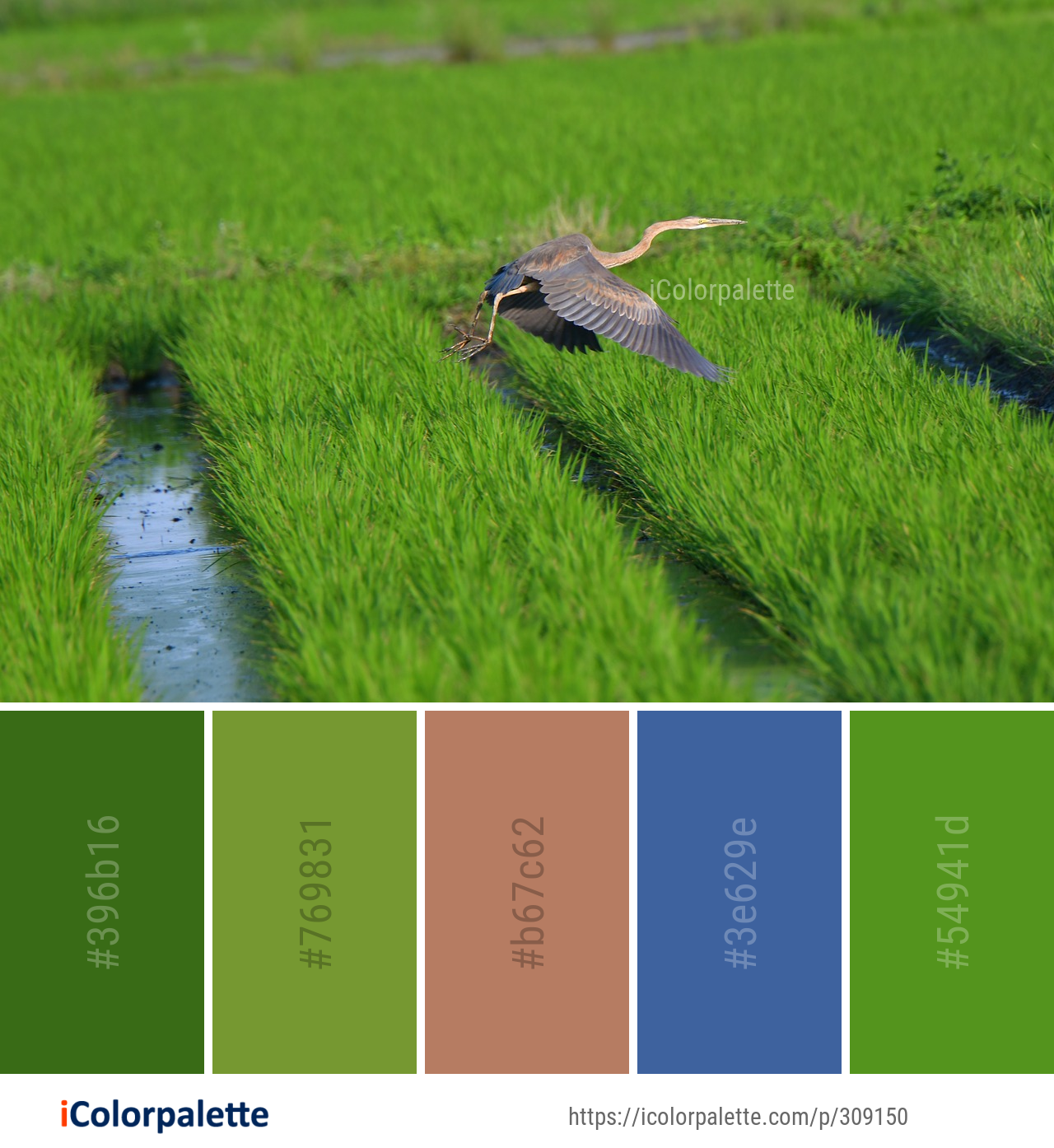 Color Palette Ideas from Bird Ecosystem Nature Reserve Image ...