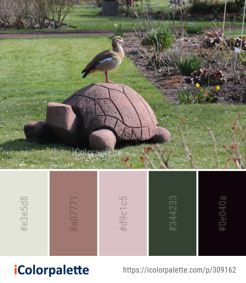 Color Palette Ideas from Tortoise Fauna Bird Image | iColorpalette
