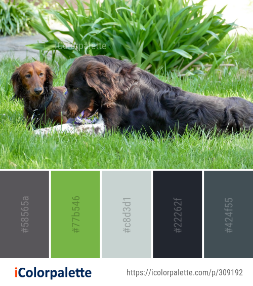 252+ Dog Color Palette ideas in 2025 | iColorPalette