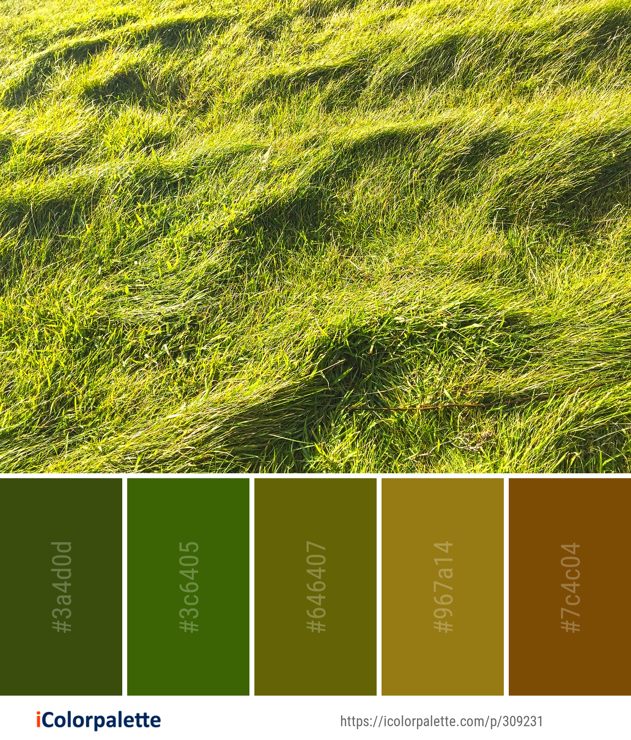 Color Palette Ideas from Grassland Grass Vegetation Image | iColorpalette