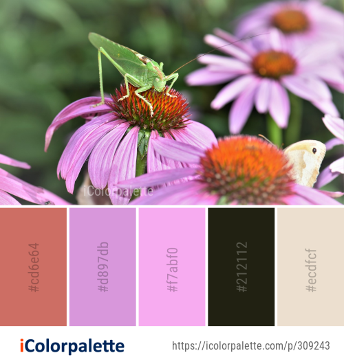 Color Palette Ideas from Flower Nectar Coneflower Image | iColorpalette