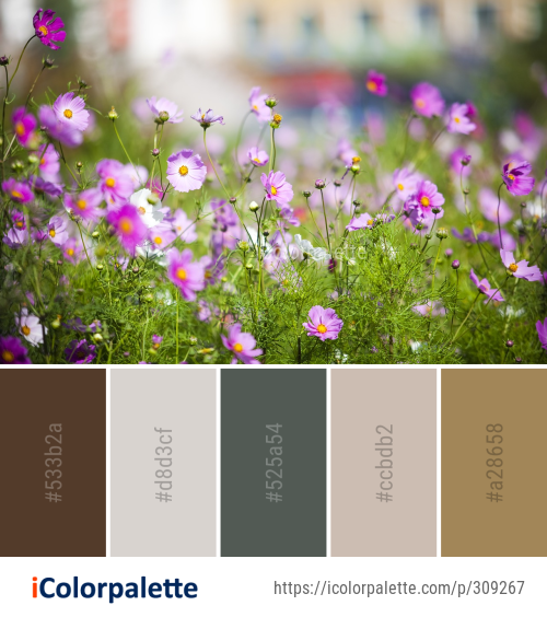 Color Palette Ideas from Flower Garden Cosmos Wildflower Image ...