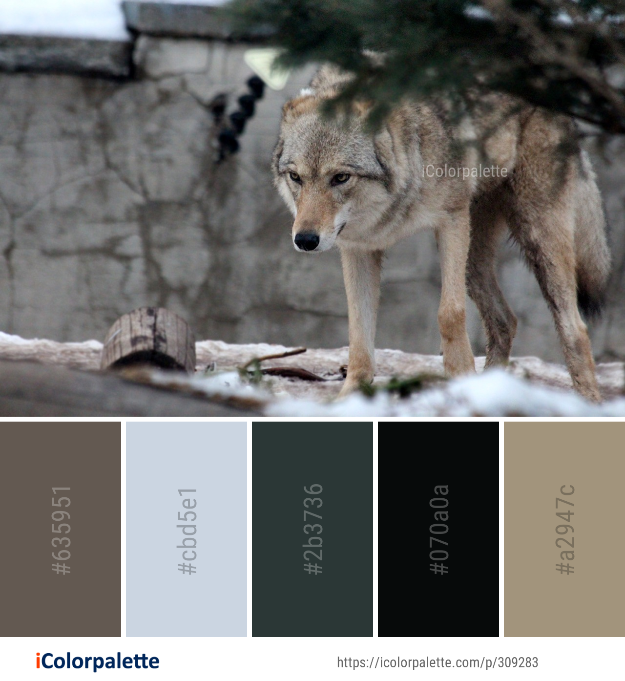 Color Palette Ideas from Wolf Mammal Wildlife Image | iColorpalette Color Palette Ideas from Wolf Mammal Wildlife Image | iColorpalette