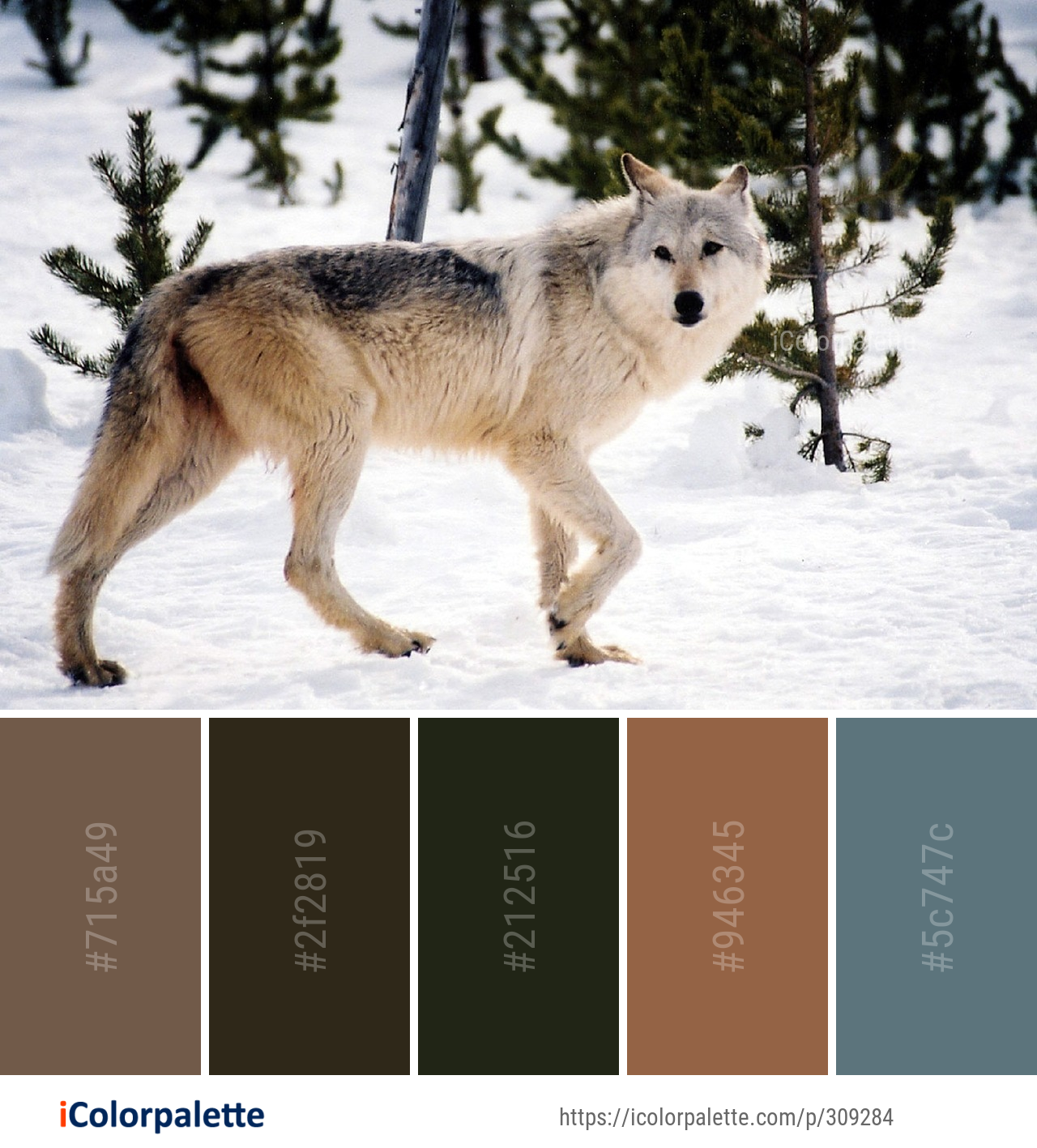 Color Palette Ideas from Dog Like Mammal Wolf Canis Lupus Tundrarum ...