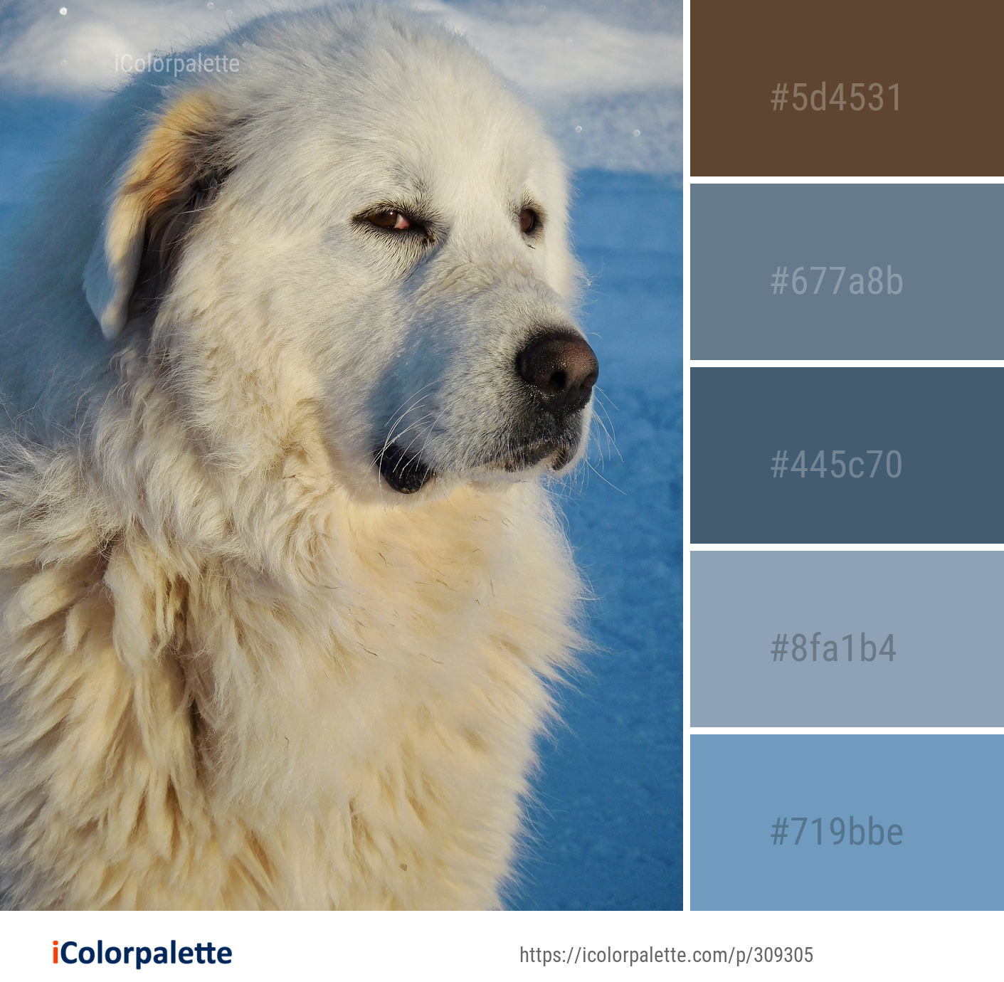 252+ Dog Color Palette ideas in 2025 | iColorPalette