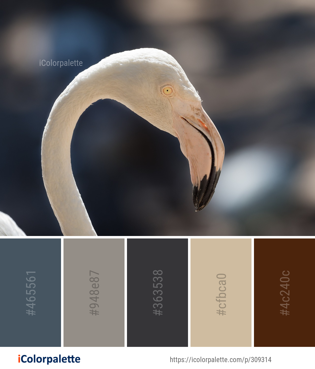 30+ Ibis Color Palette ideas in 2026 | iColorPalette
