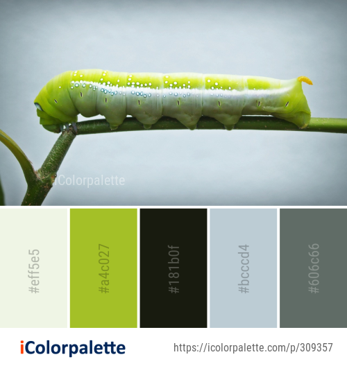 Color Palette Ideas from Caterpillar Larva Insect Image | iColorpalette