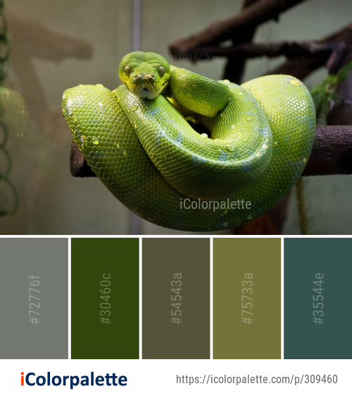 Color Palette Ideas from Reptile Scaled Snake Image | iColorpalette