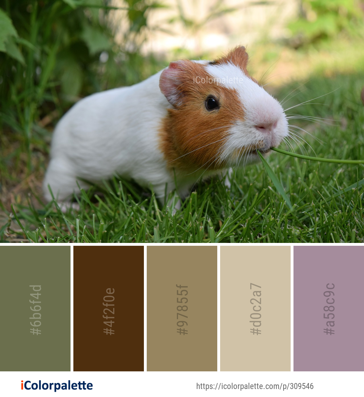 What Colors Do Guinea Pigs Like - Infoupdate.org
