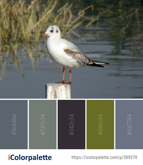 Color Palette Ideas from Bird Gull Seabird Image | iColorPalette