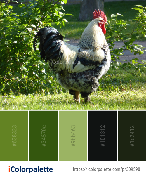Color Palette Ideas from Chicken Rooster Bird Image | iColorpalette