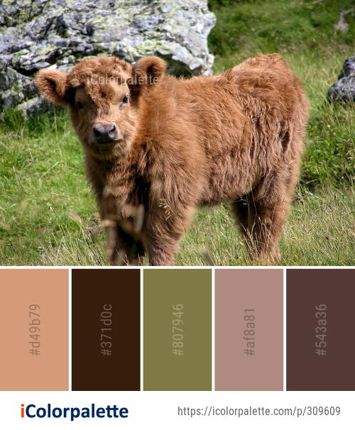 Color Palette Ideas from Cattle Like Mammal Highland Fauna Image ...