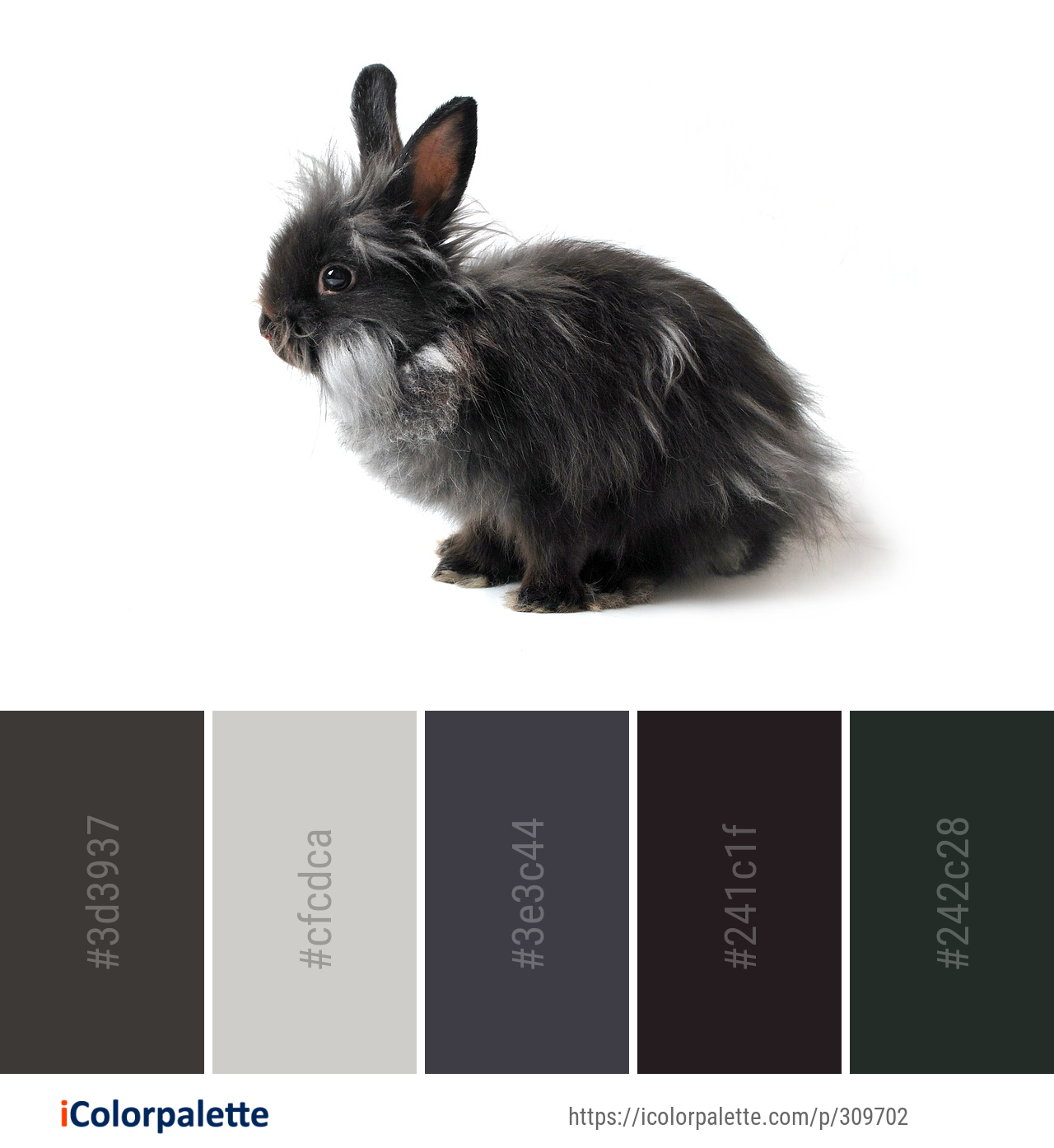 Color Palette Ideas from Black Mammal Rabbit Image | iColorpalette