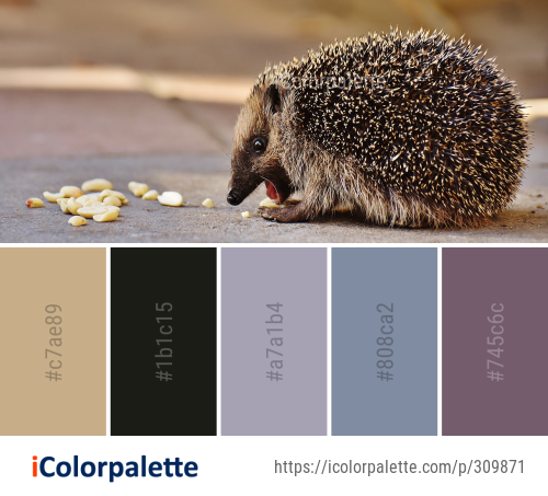 Color Palette Ideas from Hedgehog Domesticated Erinaceidae Image ...