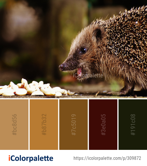 Color Palette Ideas from Hedgehog Domesticated Fauna Image | iColorpalette