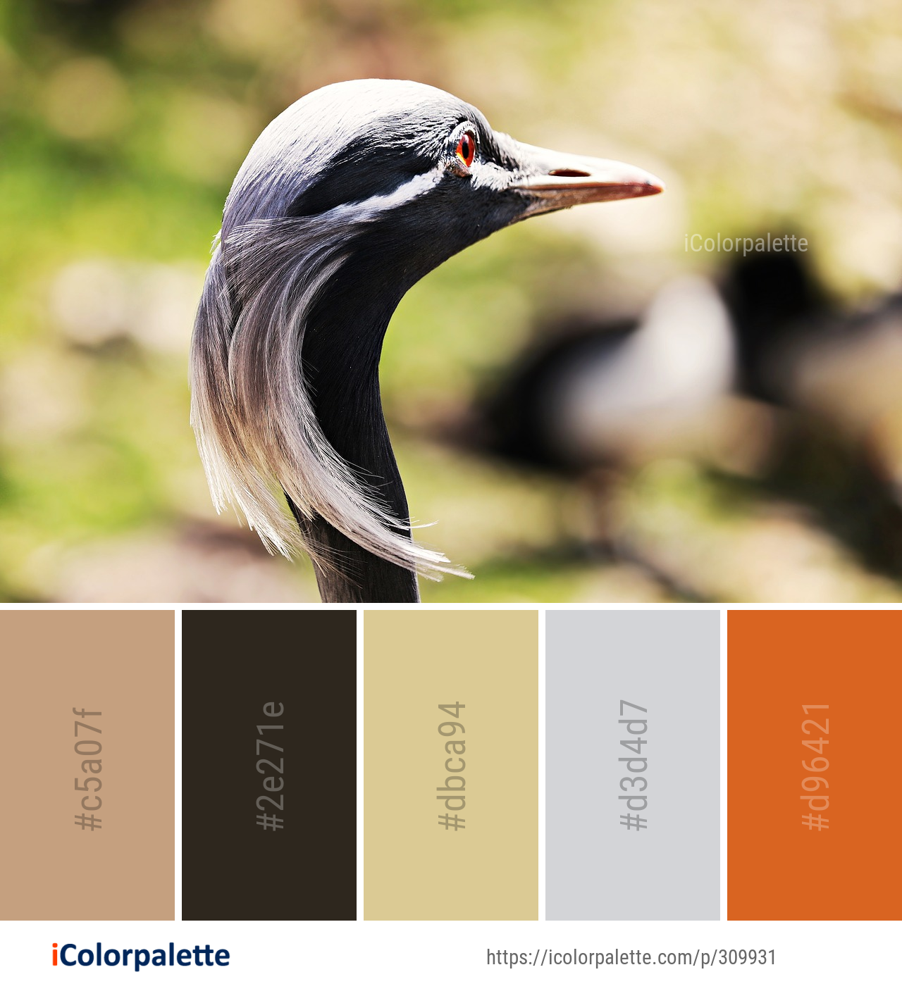 Color Palette Ideas from Bird Beak Fauna Image | iColorpalette