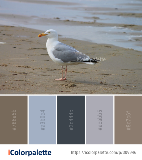 Color Palette Ideas from Bird Gull Seabird Image | iColorpalette