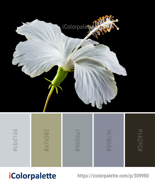 Color Palette Ideas from Flower White Flowering Plant Image | iColorpalette