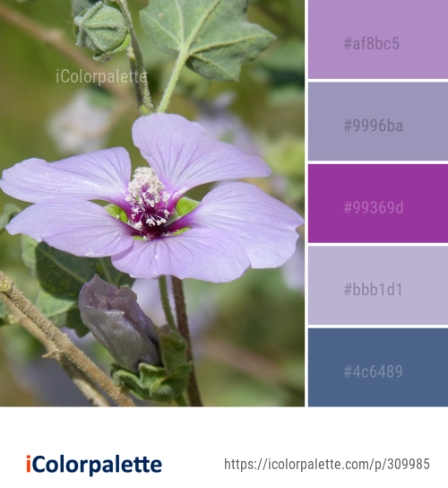 25 Malva Color Palette ideas in 2025 | iColorpalette