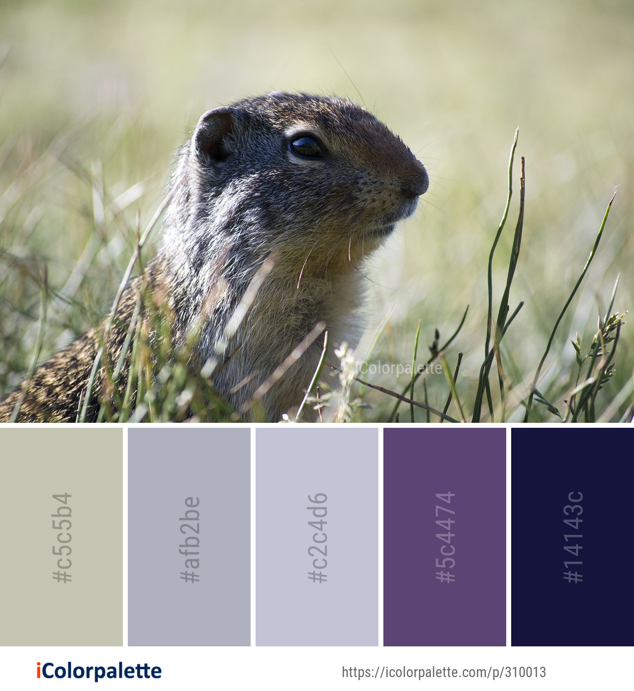 Color Palette Ideas from Mammal Fauna Wildlife Image | iColorpalette