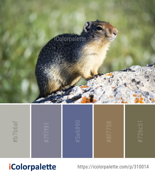 Color Palette Ideas from Mammal Fauna Fox Squirrel Image | iColorpalette