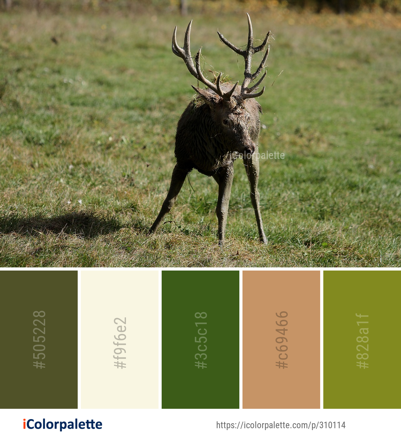 Color Palette Ideas from Wildlife Deer Fauna Image | iColorpalette