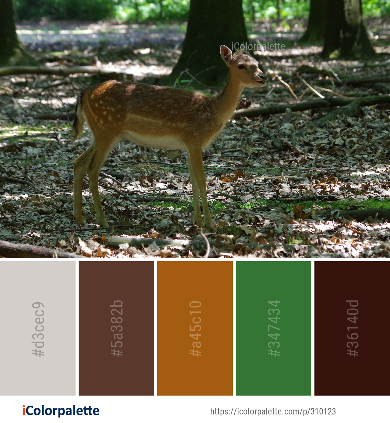 Color Palette Ideas from Wildlife Deer Fauna Image | iColorpalette