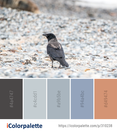 Color Palette Ideas from Bird Fauna Crow Image | iColorpalette