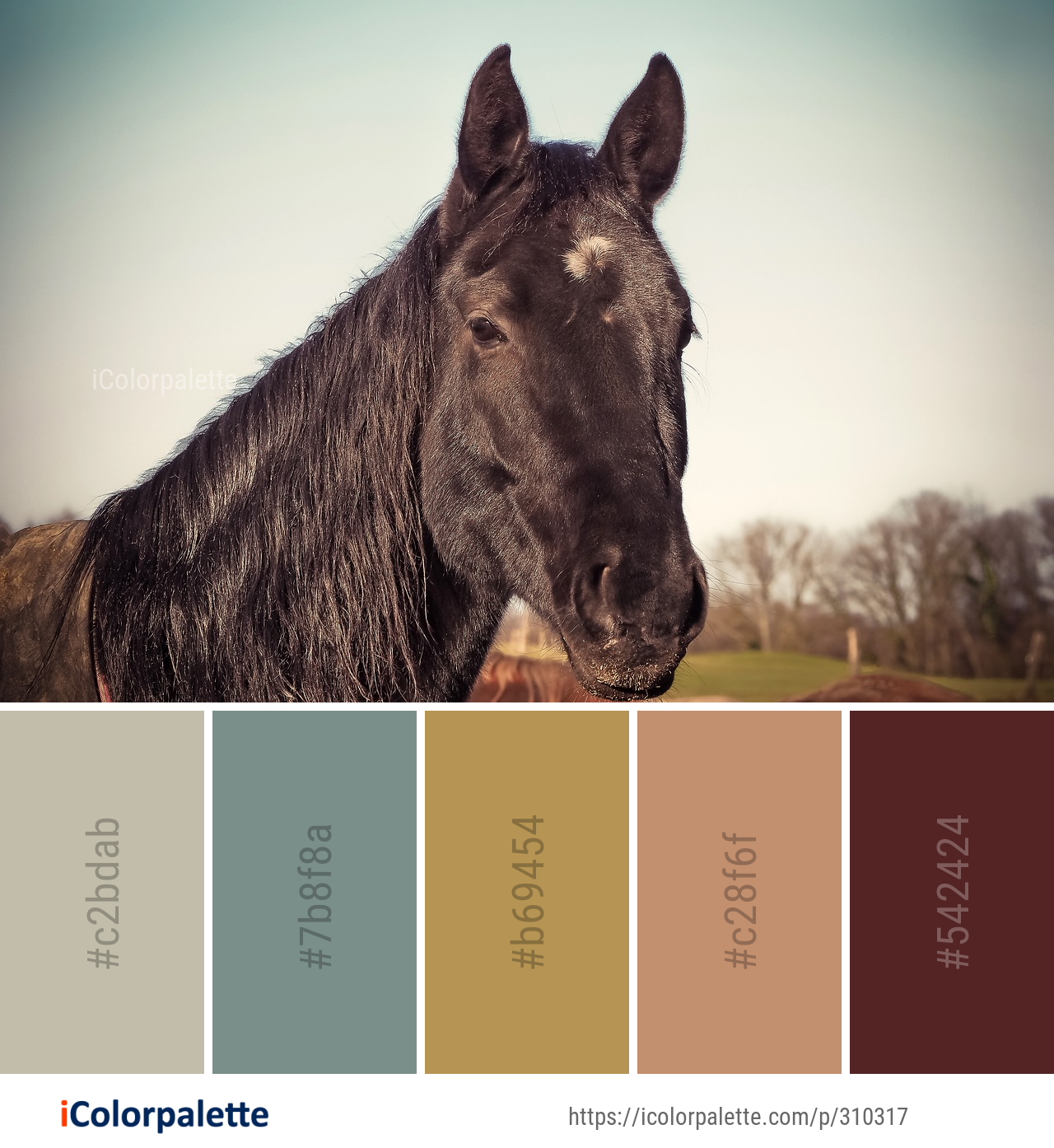 Color Palette Ideas from Horse Fauna Like Mammal Image | iColorpalette