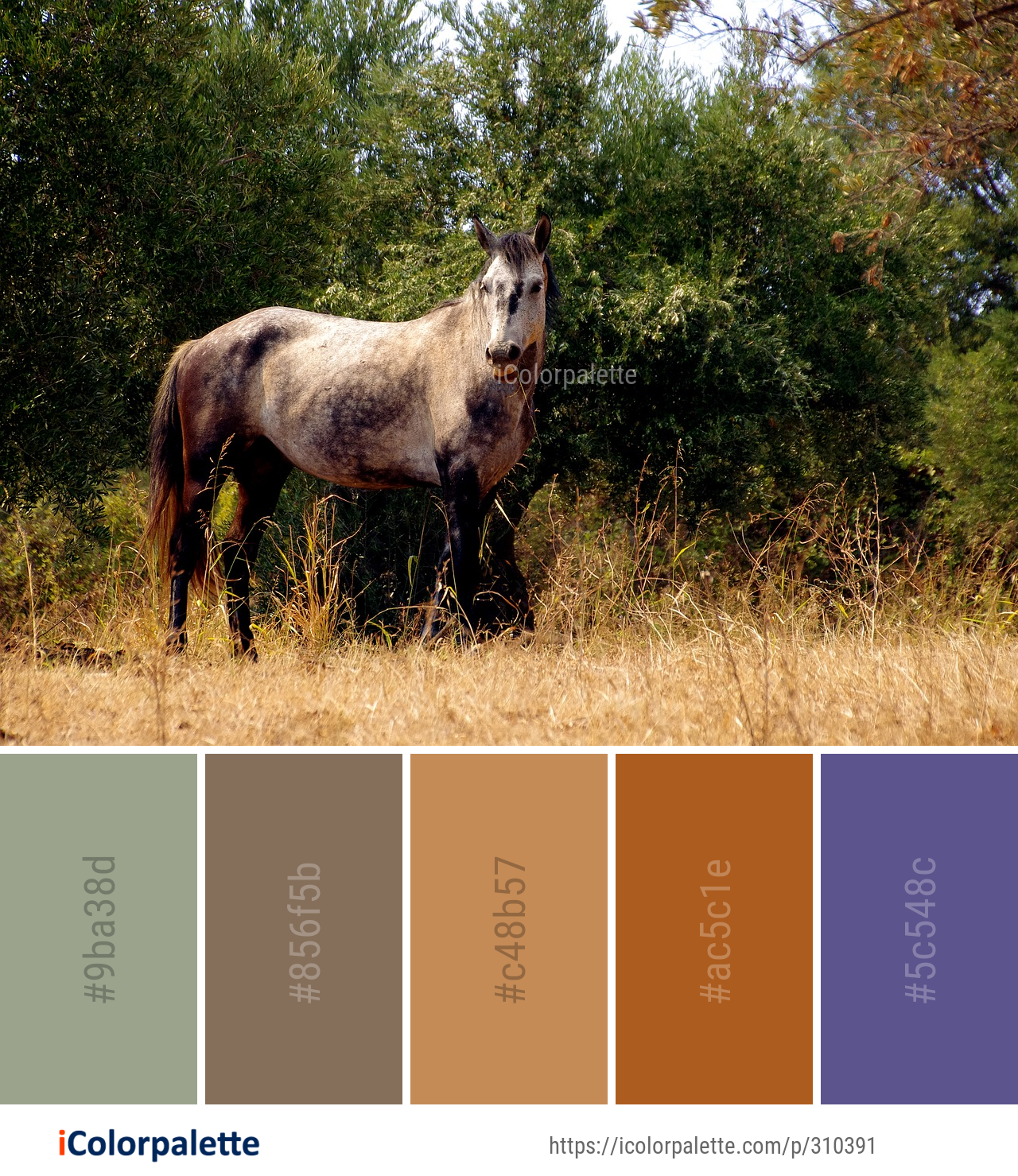 Color Palette Ideas from Horse Wildlife Fauna Image | iColorpalette